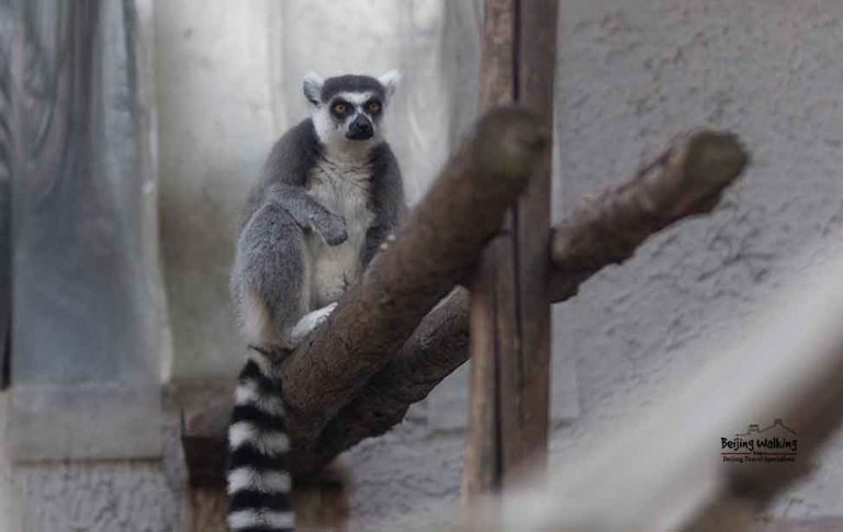 Journey Through Beijing Zoo: A Visitor's Handbook | Beijing Walking Tours