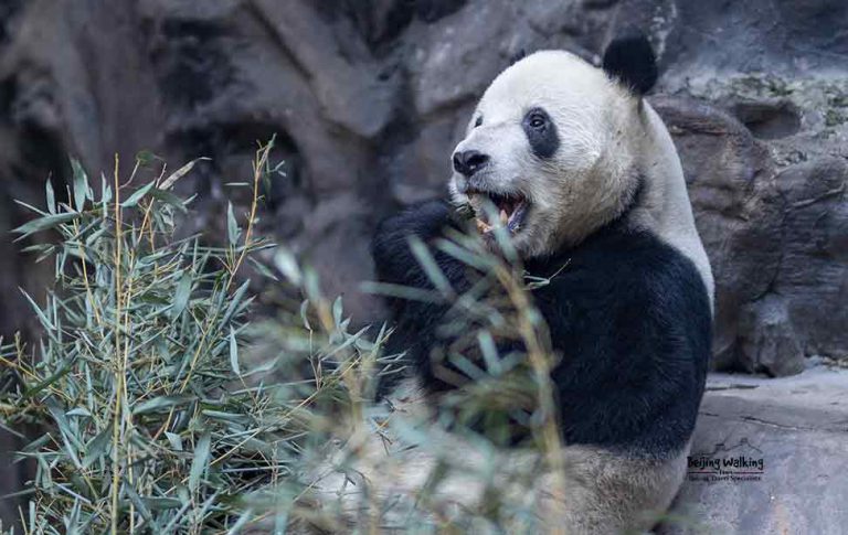 Journey Through Beijing Zoo: A Visitor's Handbook | Beijing Walking Tours