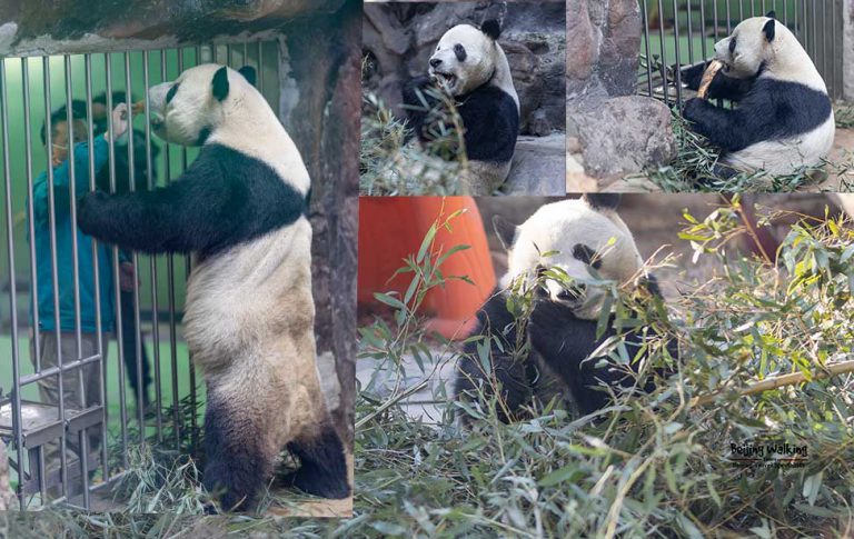 Journey Through Beijing Zoo: A Visitor's Handbook | Beijing Walking Tours